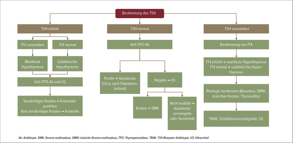 Die Struma in der Hausarztpraxis - Endokrinologie & Diabetologie - Universimed - Knowledge that ...